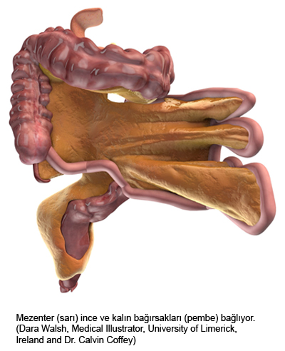 Yeni organımız: Mezenter | soL haber