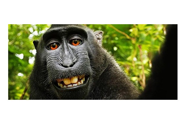 ABD'den 'selfie çeken maymun' açıklaması: Maymunlar, hayaletler ve ...