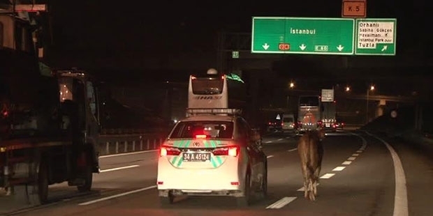 Firar eden boğa, Kocaeli'den İstanbul'a kadar kaçtı | soL haber