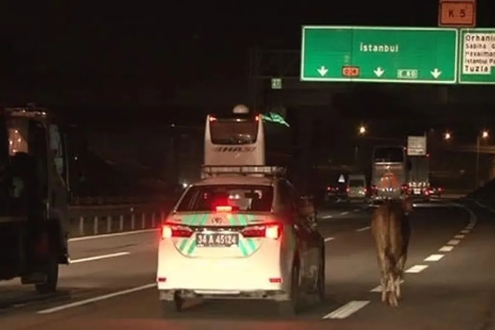 Firar eden boğa, Kocaeli'den İstanbul'a kadar kaçtı | soL haber
