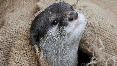 Dev su samuru kalıntıları bulundu | soL haber