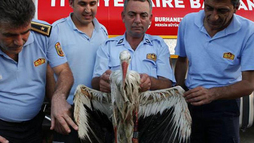Slovak ve Macar kuşbilimcilerin takip ettiği leyleği Mersinli avcılar ...