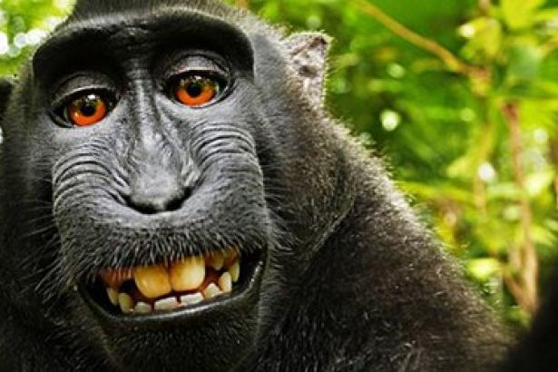 ABD'den 'selfie çeken maymun' açıklaması: Maymunlar, hayaletler ve ...